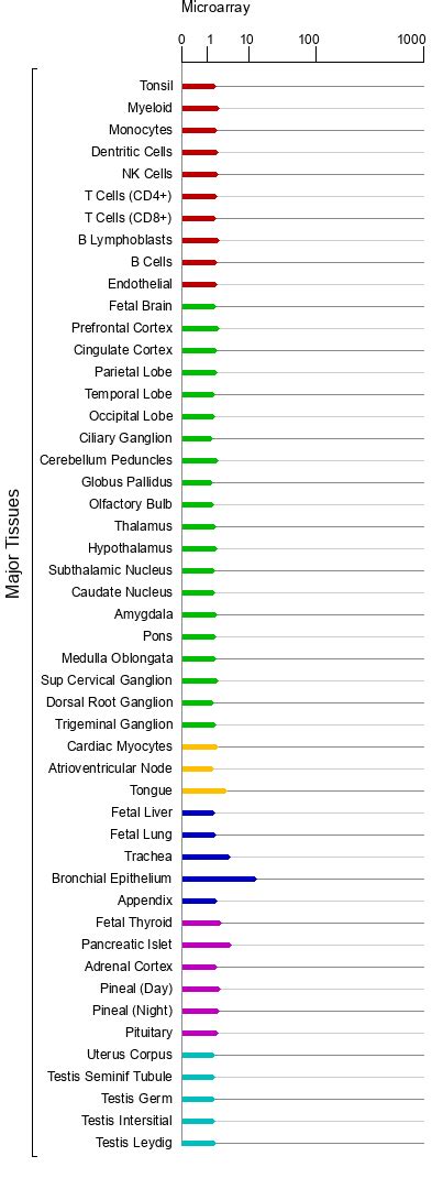 Irf6 Gene Genecards Irf6 Protein Irf6 Antibody