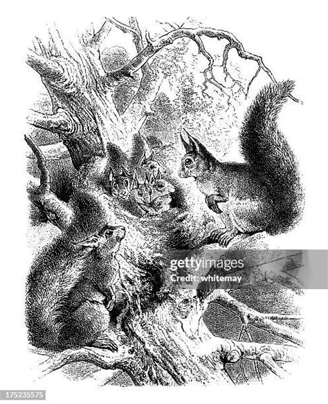 Squirrel Nest Tree Photos And Premium High Res Pictures Getty Images