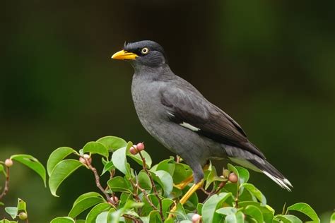 Miná Javanés Acridotheres Javanicus Picture Bird