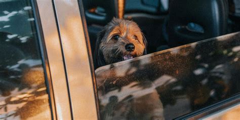 Car Rental With A Pet What You Need To Know