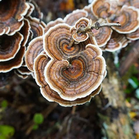 Tree Fungus Edible