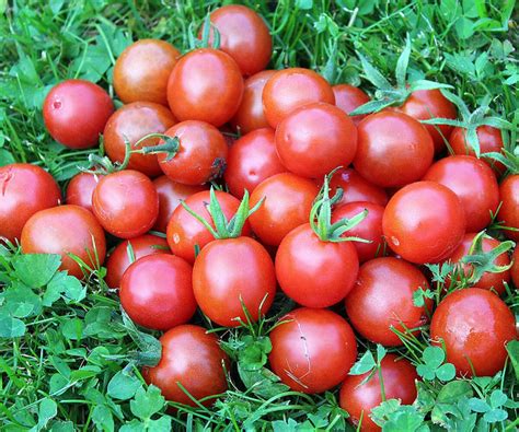 「プチトマト」が大バズり！実は多くの人が勘違いしていた事に「え！？」「じゃあ一体何」ネット騒然