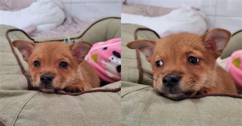 보호소가 세상의 전부인 강아지 홍차의 매력은 [함께할개] 위키트리