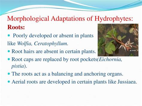 Morphological Anatomical And Physiological Adaptations Of Hydrophytes Ppt Download