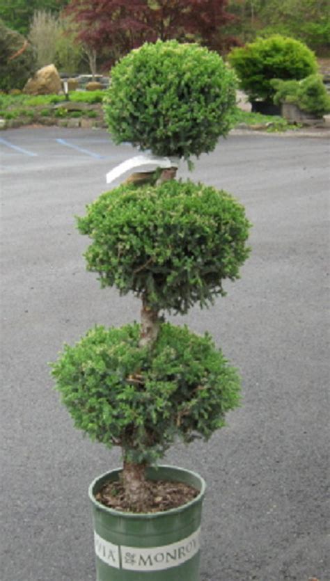 Juniperus Chinensis ‘san Jose 3 Ball Hickory Hollow Nursery And