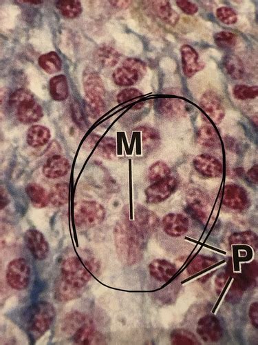 Medical Histology Exam Ii Flashcards Quizlet