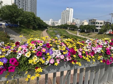 하남시 주요 도로변 화단에 봄꽃 식재 “생동감 넘치는 거리로”