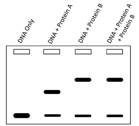 Ls 7a Week 9 Practice Exam Questions Flashcards Quizlet