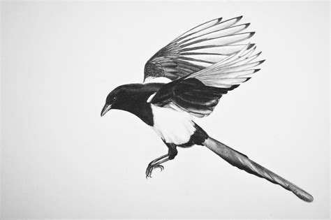 Magpie Renée Pawluk Crows Drawing Furry Drawing Bird Drawings Magpie Image Magpie Art