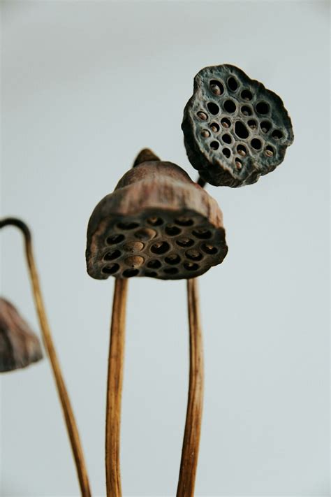 Trypophobia Explained Why Your Brain Reacts To Tiny Holes Bored Panda