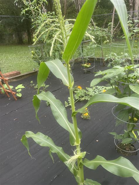 Any Tips On Hand Pollinating This Corn Rgardening