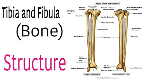 Tibia Anatomy Diagram