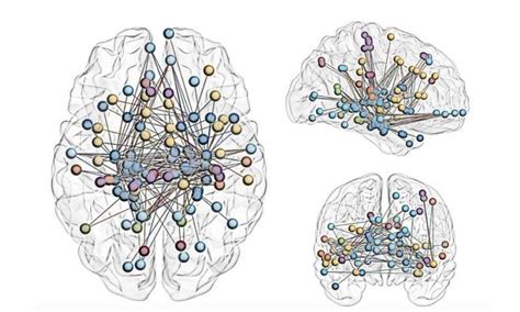 Mapping The Subcortex The Most Ancient Part Of The Brain