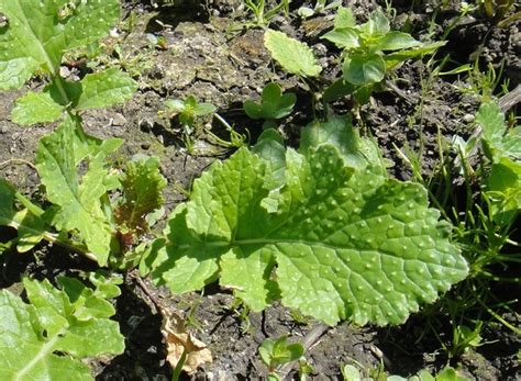 Raphanus Sativus Profile California Invasive Plant Council