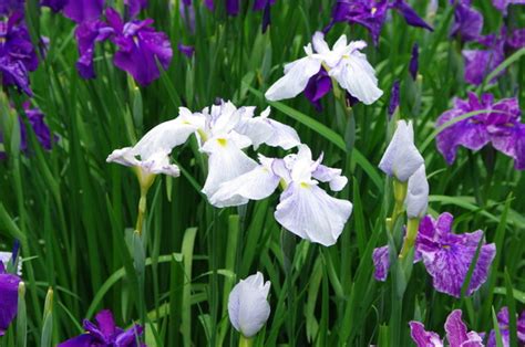 明月院中盤の花菖蒲 2009 6 08北道倶楽部