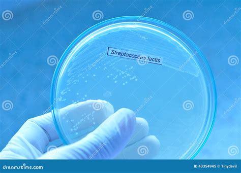 Microbiology Laboratory Test Stock Image Image Of Education Lactis