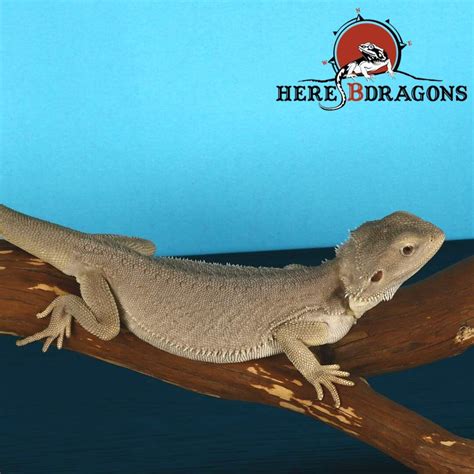 Shop Bearded Dragons —
