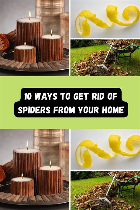 Ways To Get Rid Of Spiders From Your Home Artofit