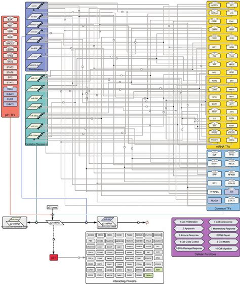 The Regulatory Map Of P21 Visualization Of The Annotated Sbml File Download Scientific Diagram