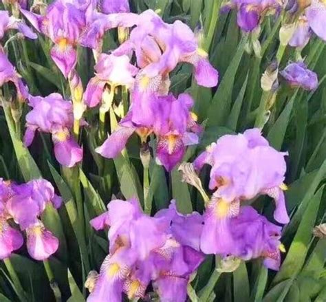养花就养花期长的，花大色艳，花姿妖娆，四季有花赏