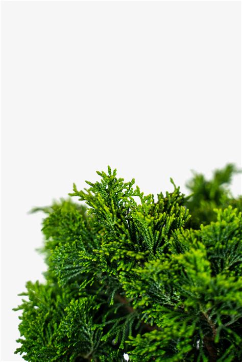 Dwarf Golden Hinoki Cypress Tree Form For Sale The Tree Center