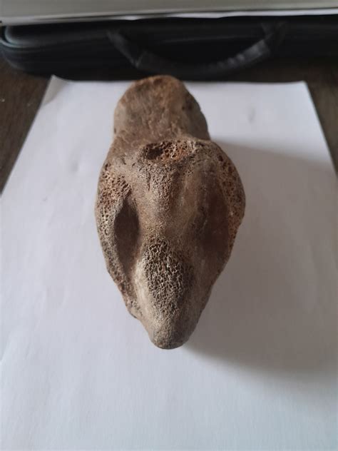 Please Help Identify Fossil ID The Fossil Forum Please Help Identify Fossil ID The Fossil Forum