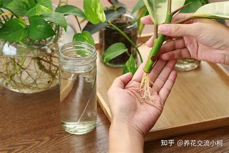 室内盆栽绿植轻松水培扦插繁殖，多做备份，不断培育新幼苗 知乎