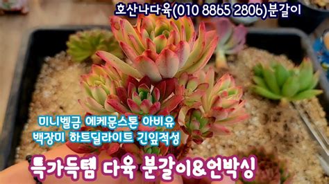 호산나다육 특가득템다육 분갈이해요~미니벨금 에케문스톤 아비유 백장미 하트딜라이트 긴잎적성succulents Plant 多肉植物