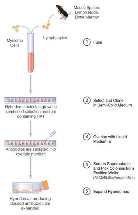 Protocol For Semi Solid Hybridoma Cloning Using Clonacell™ Hy Medium In