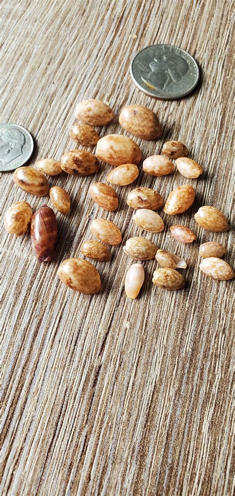 28 Pcs Brown Bubble Shell Etsy