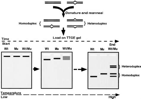 Ttge Mutation Detection System Download Scientific Diagram