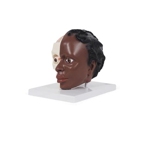 Head Model 2 Part Dark Skin 1024378 3b Scientific B371d Anatomical Models Anatomy