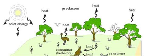Producer Ecosystem