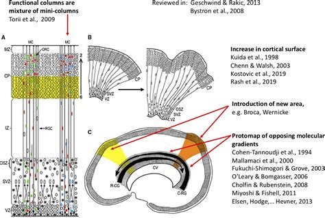 New Insights Into The Development Of The Human Cerebral Cortex Molnár 2019 Journal Of