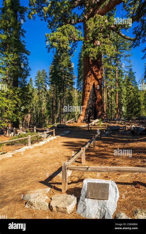 The Grizzly Giant Sequoia Tree At Mariposa Grove Yosemite National