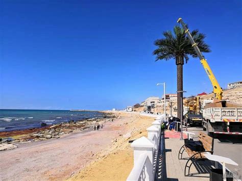 Изкуствени палми и дръвчета Цветя декоративни растения Слънчев бряг Предлагаме Ви ра