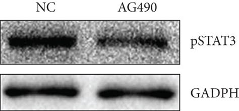 Stat3 Could Inactivate The Transcription Of Mir 1254 A The Classic Download Scientific