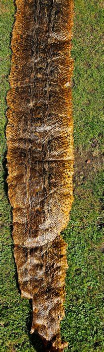 Pitón Preparación Taxidérmica De Cuerpo Completo Pythonidae Sp 4 1 M 0 6 M 1 Cm Cites