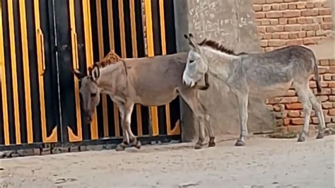 تزاوج الحمير تزاوج الحيوانات الأسود السباع المتوحشه حيوانات أليف