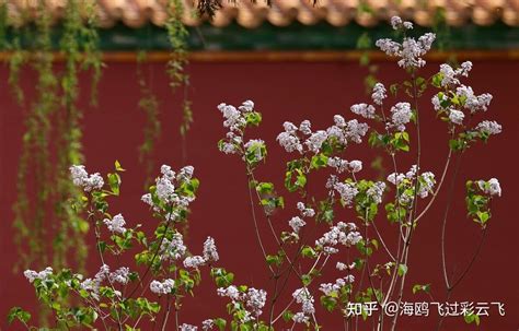 清明日宴梅道士房 孟浩然 唐代 林卧愁春尽搴帷览物华 忽逢青鸟使邀入赤松家 金灶初开火仙桃正发花 童颜若可驻何惜醉流霞