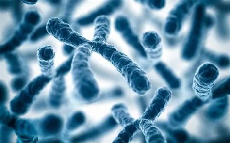 Denver Classification Of Chromosomes As The Basis Of Karyotyping Science