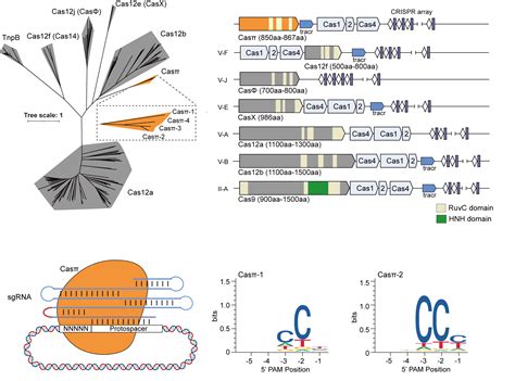 中国研究团队开发新型casπ基因编辑系统并揭示其dna识别切割机制 字节点击