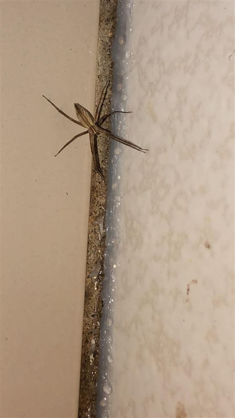 Weird Lookin Guy R Whatsthisbug