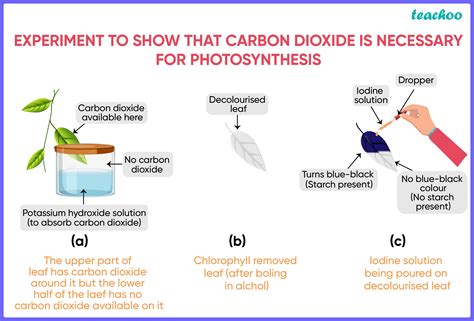 Life Processes How Would You Test The Presence Of Starch In Leaves