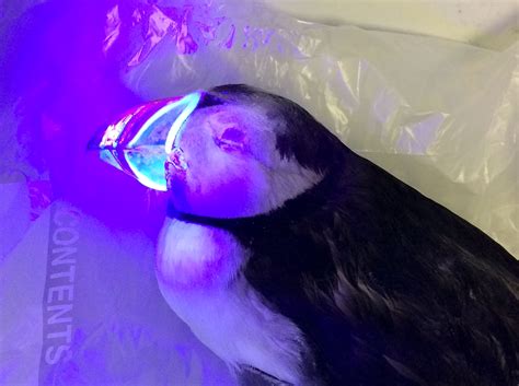 Puffins Amp Up Their Sex Appeal With Glowing Beaks Audubon