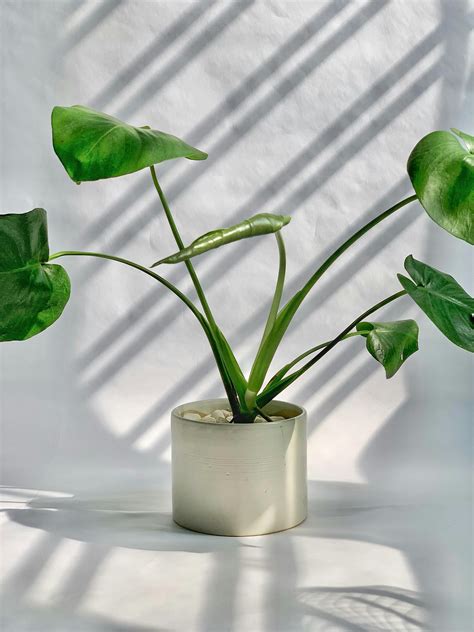 Monstera Deliciosa 공기 청정기 나뭇잎 녹색 녹지 몬스테라 무성한 바이오필리아 베르데 비브 란 테
