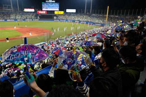 ＜ヤ・オ＞傘を広げて応援するヤクルトファン（撮影・島崎 忠彦） ― スポニチ Sponichi Annex 野球