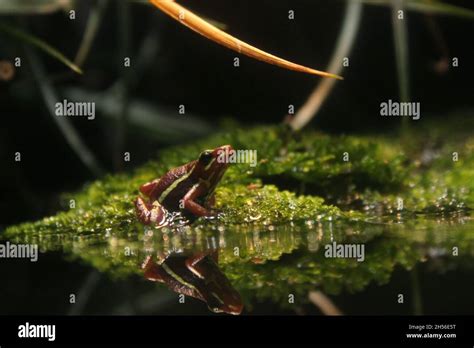 Tiny Striped Poison Dart Froh Sitting On Moss Next To Reflecting Water