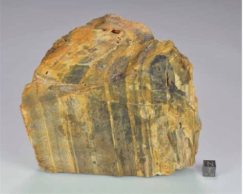 Section Of Fossilized Wood Displaying Annual Rings In Crosssection And