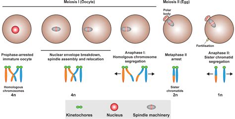 Meiosis Mogessie Lab